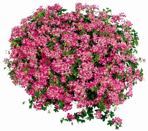 geranium-cascade-aculpoco-compact - Farmer Brown's Greenhouse