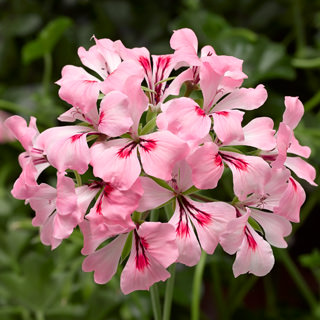 geranium-cascade-appleblossom - Farmer Brown's Greenhouse