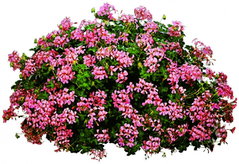 geranium-cascade-sofie - Farmer Brown's Greenhouse